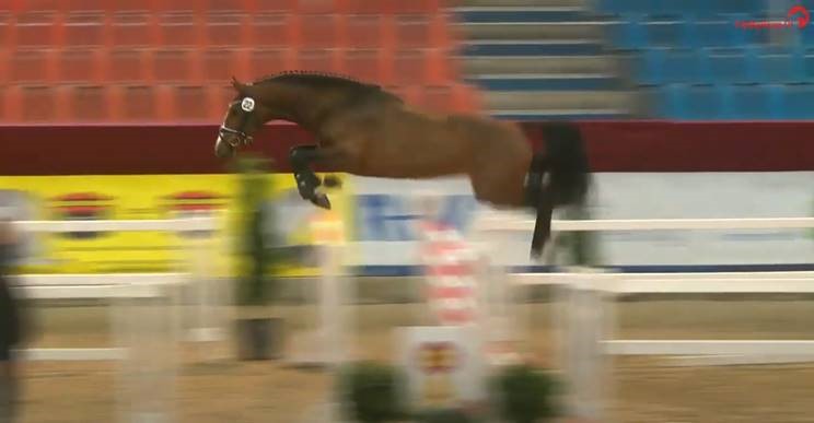 BALOU STAR DE UNO - son of BALOU STAR licensed at Neustadt-Dosse ...